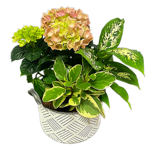 Hydrangea Garden Delight Planter – Kit & Kaboodles Gift Baskets